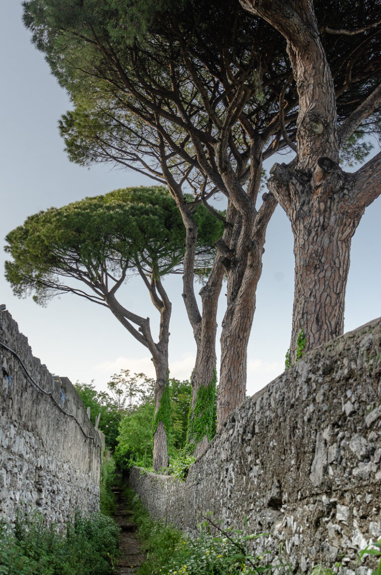 5 Iconic Trees of the Amalfi Coast's Landscape and Terraces - AmalFeet ...